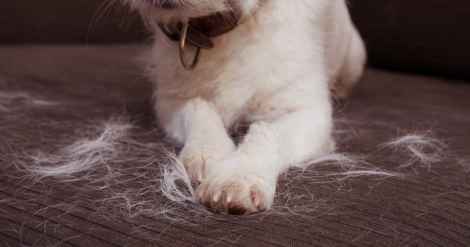 Why Is Dog Hair So Hard to Clean? 3 Expert Tips to Make the Job Easier ...