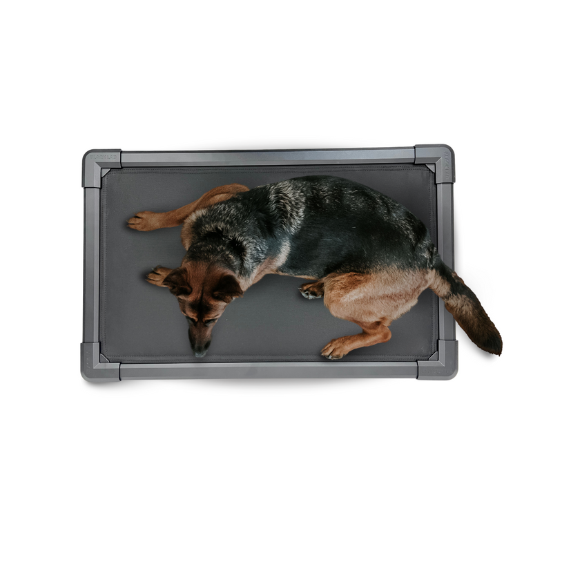 Padded Magnetic Ultralight Collar – Black Lab