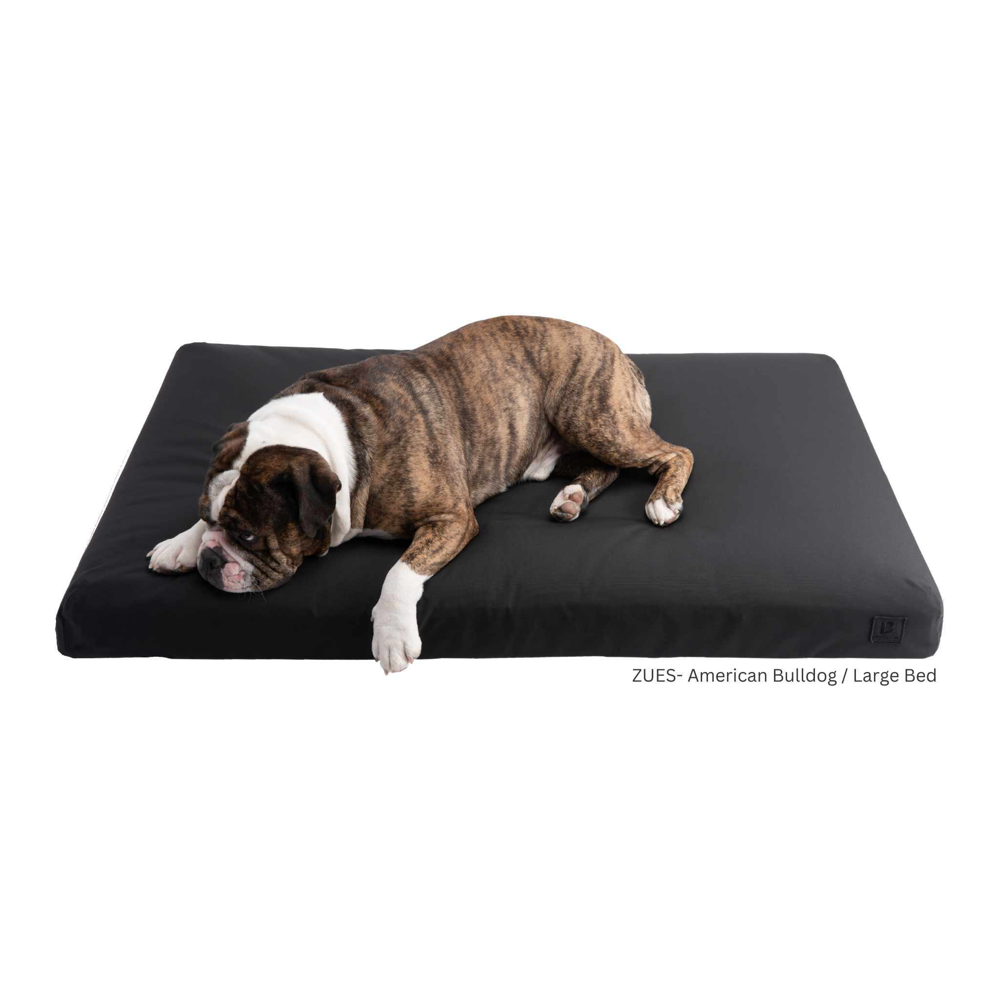Tough Dog Beds – Black Lab