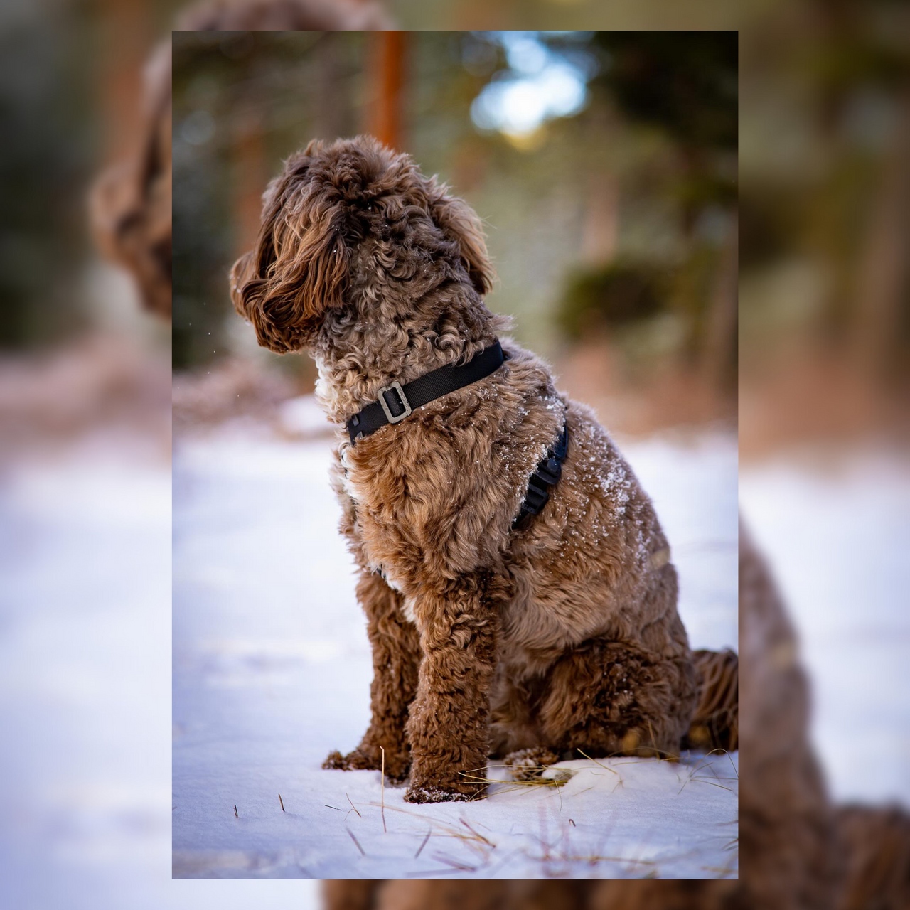 Magnetic Ultralight Dog Harness | Black Lab Brands