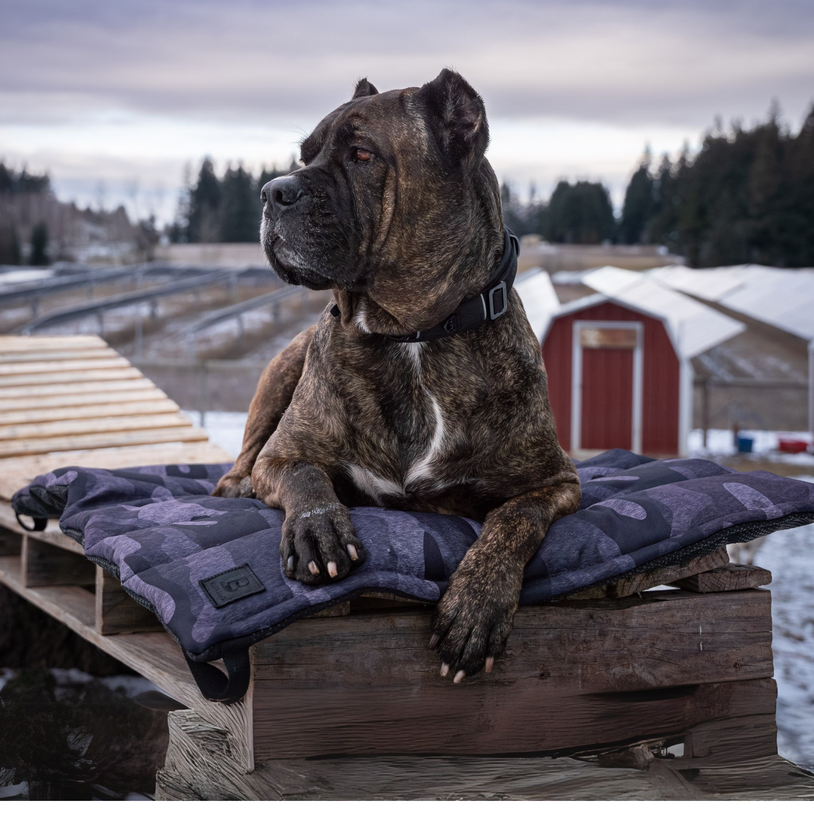 Black Lab Brands | Premium Dog Products | Better Than Ballistic™